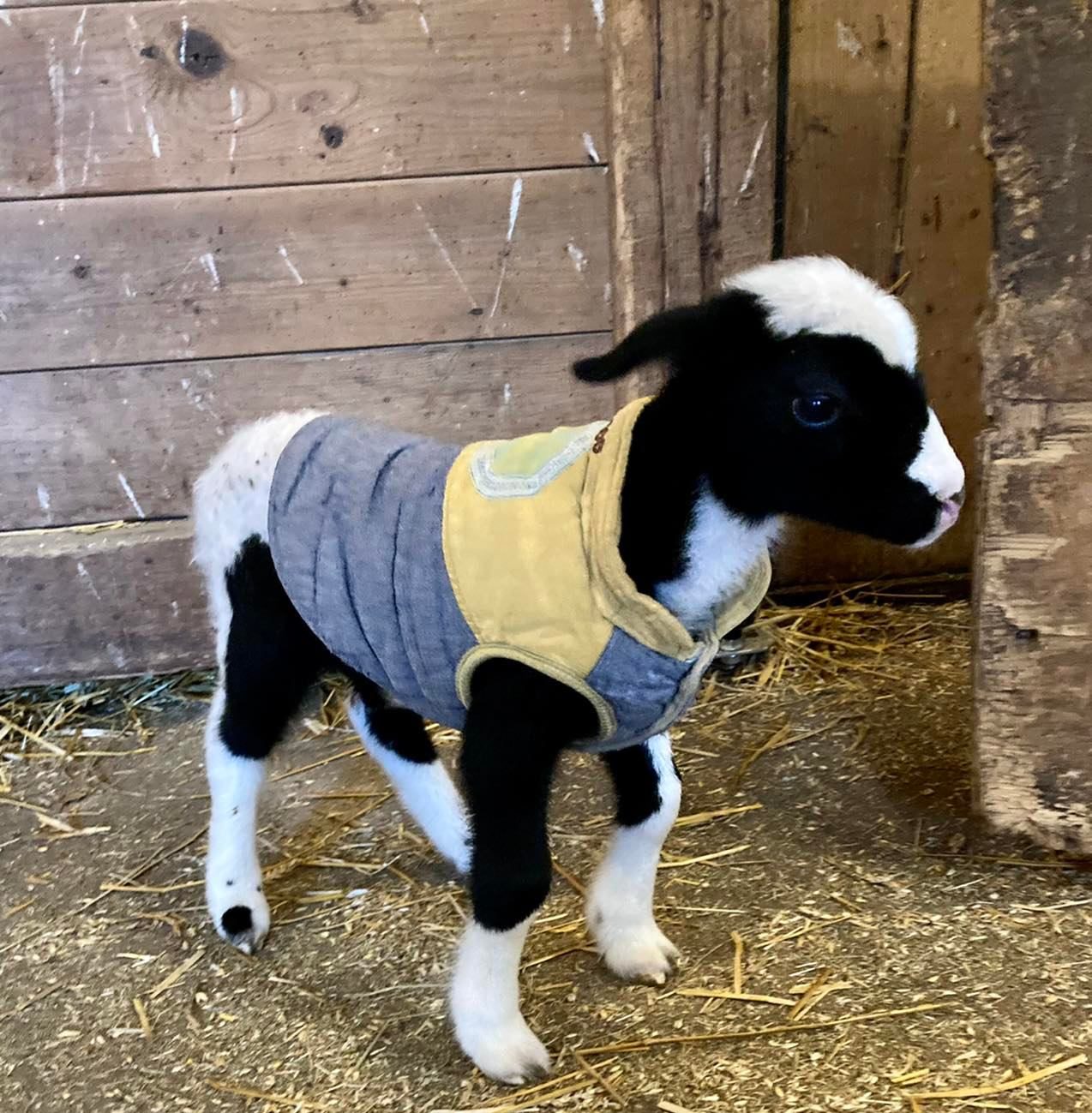 Connell Farm - Your Local Butcher Shop